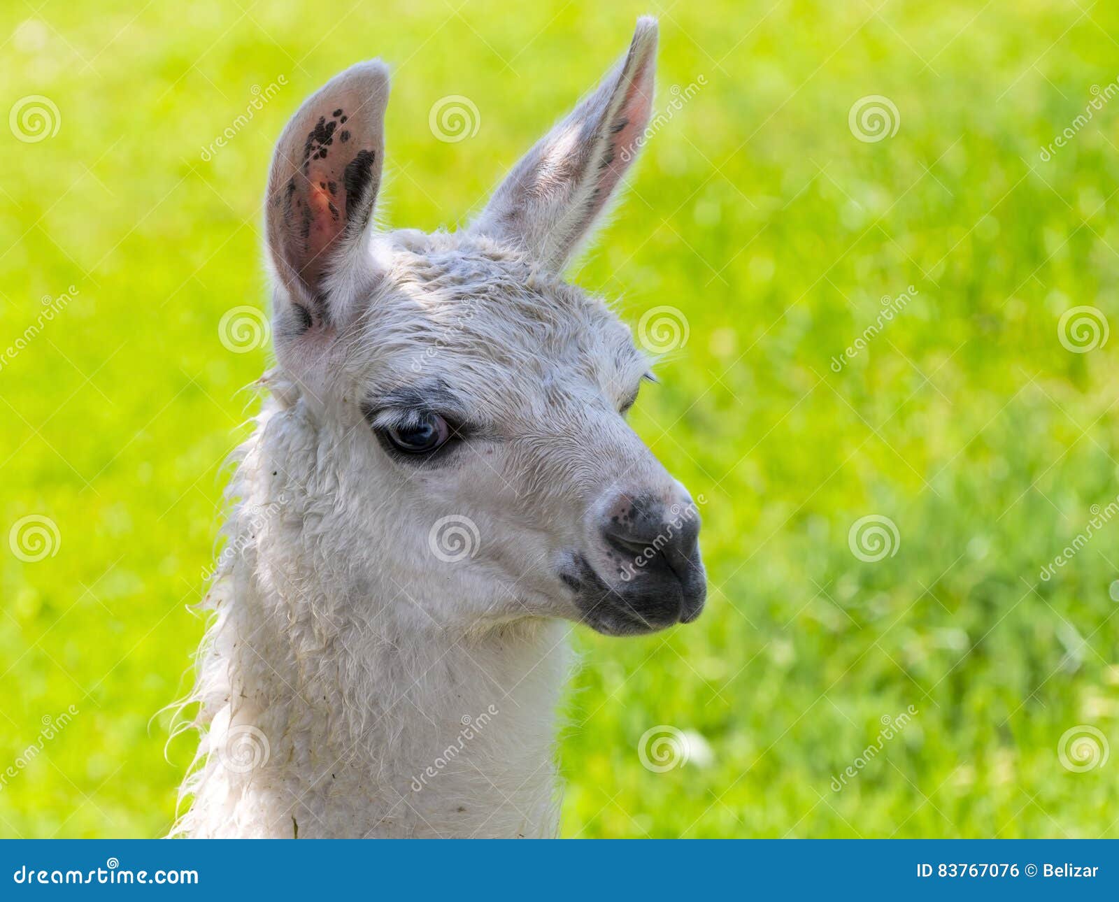 White Llama portrait stock photo. Image of animal, young - 83767076