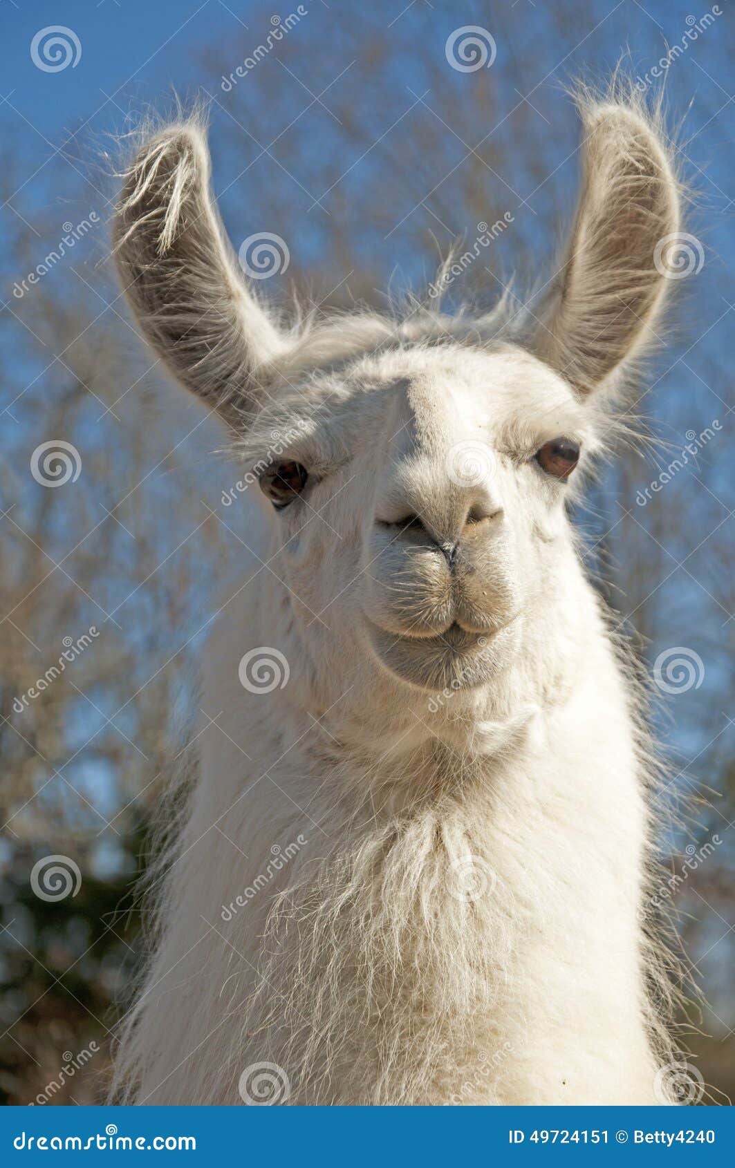 White Llama Staring at the Camera. Stock Image - Image of body ...