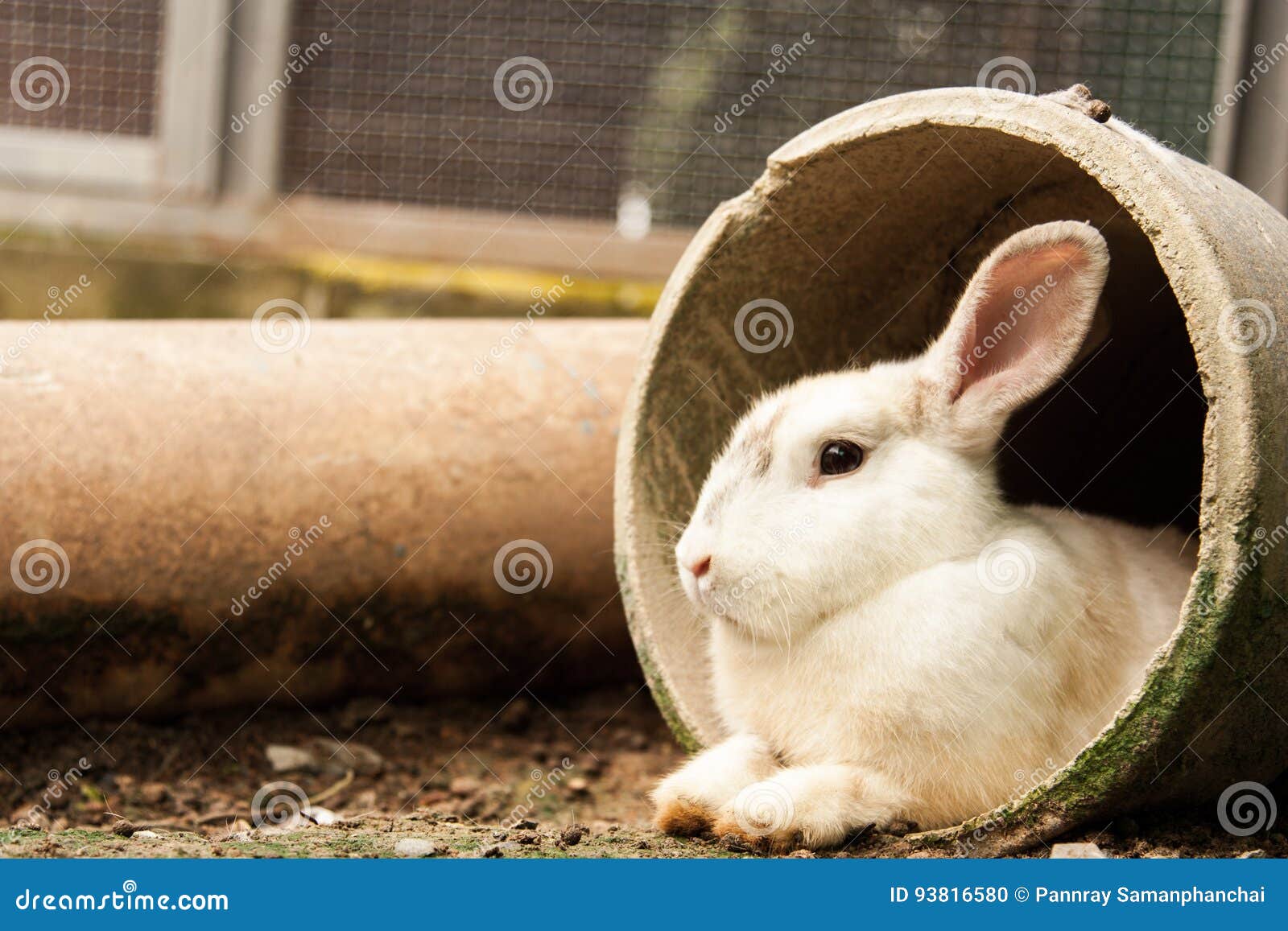 White Lonely Bunny Sitting at the Concrete Pipe in the Cage. Stock ...