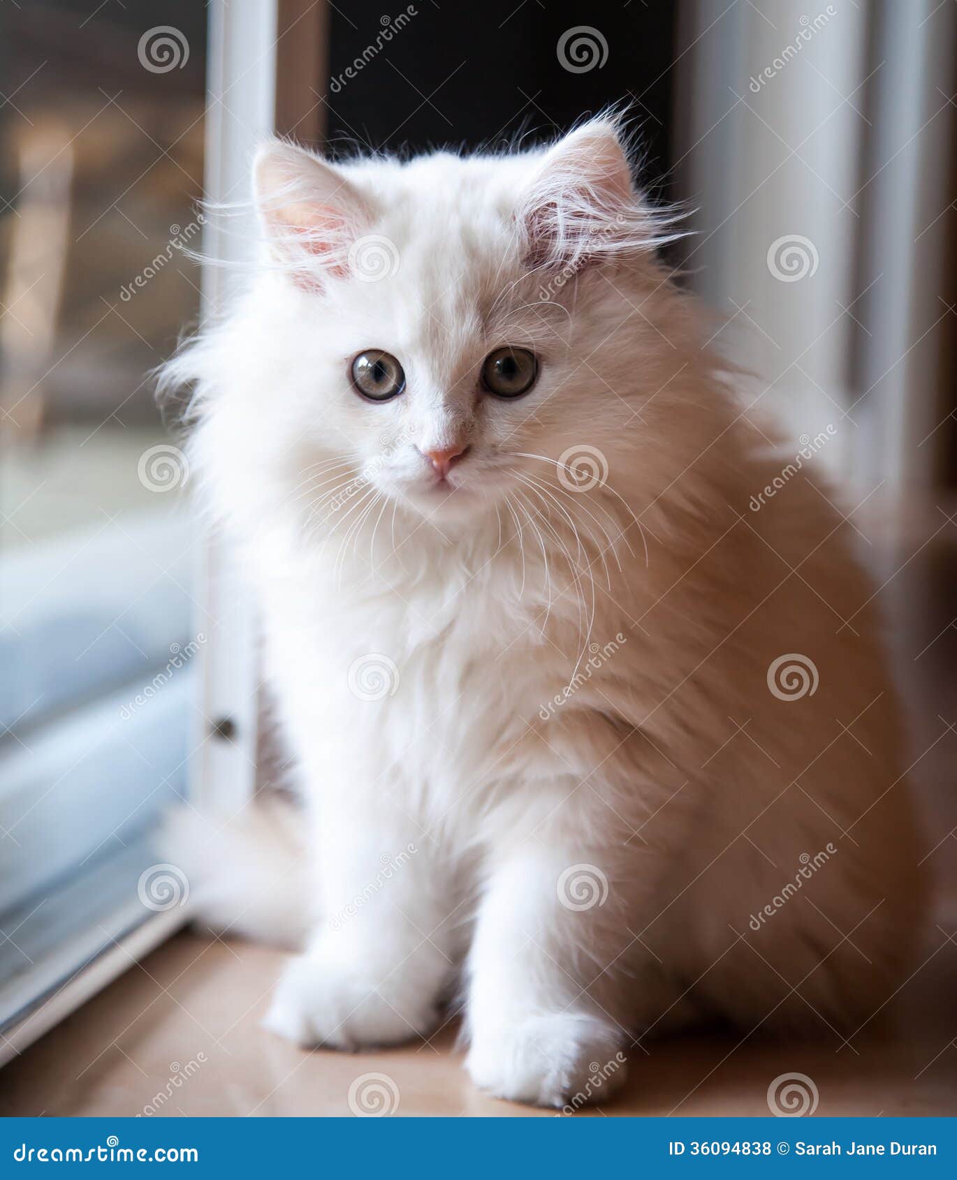 White Long-Haired Kitten Waiting at the Door Stock Photo - Image of ...
