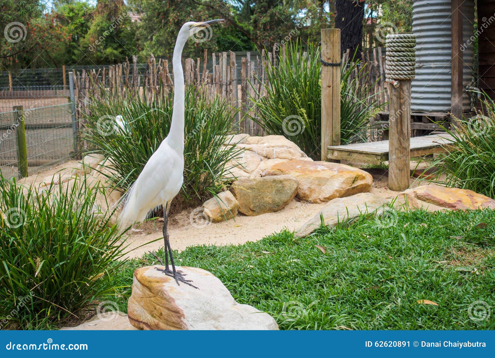 White long neck bird stock image. Image of animal, outdoor - 62620891