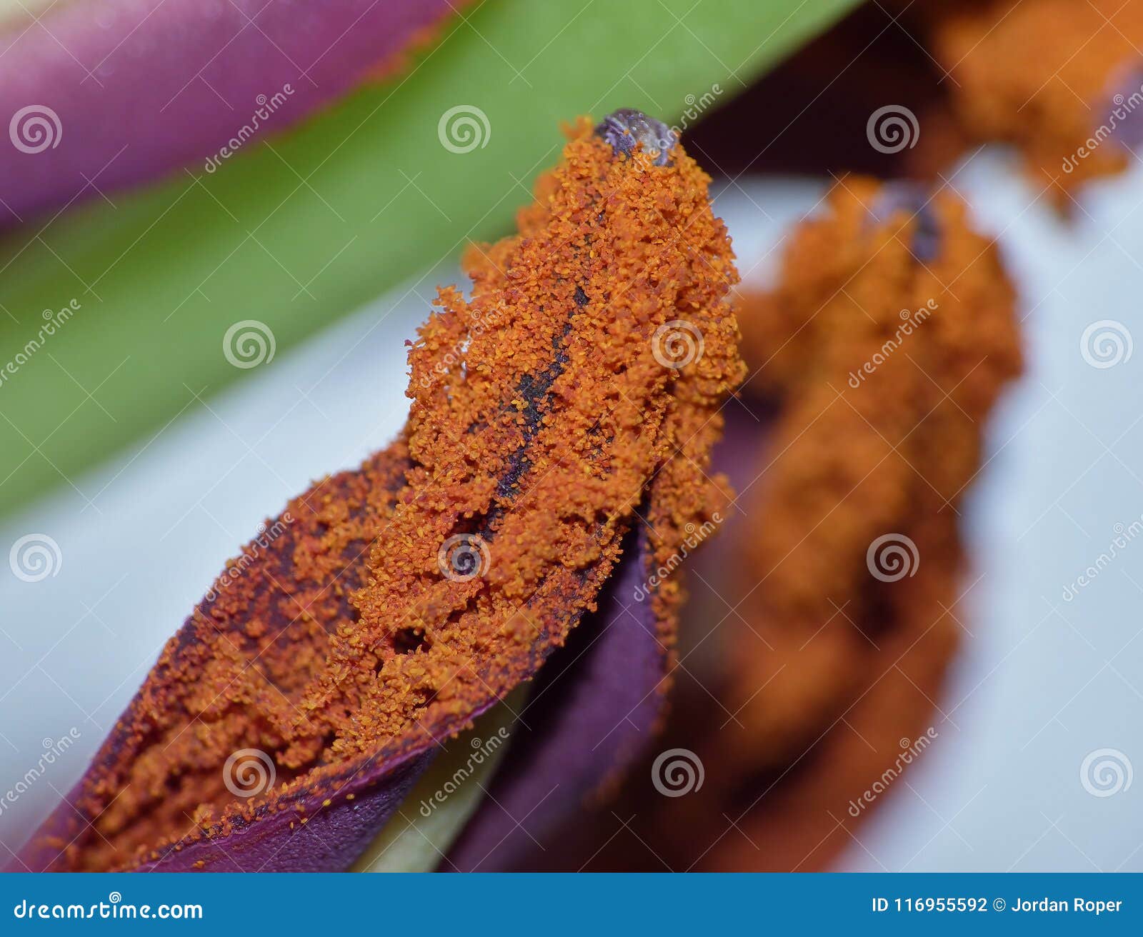 White Long Stem Lily Macro Lens Close Up Pollen Stock Photo - Image of ...