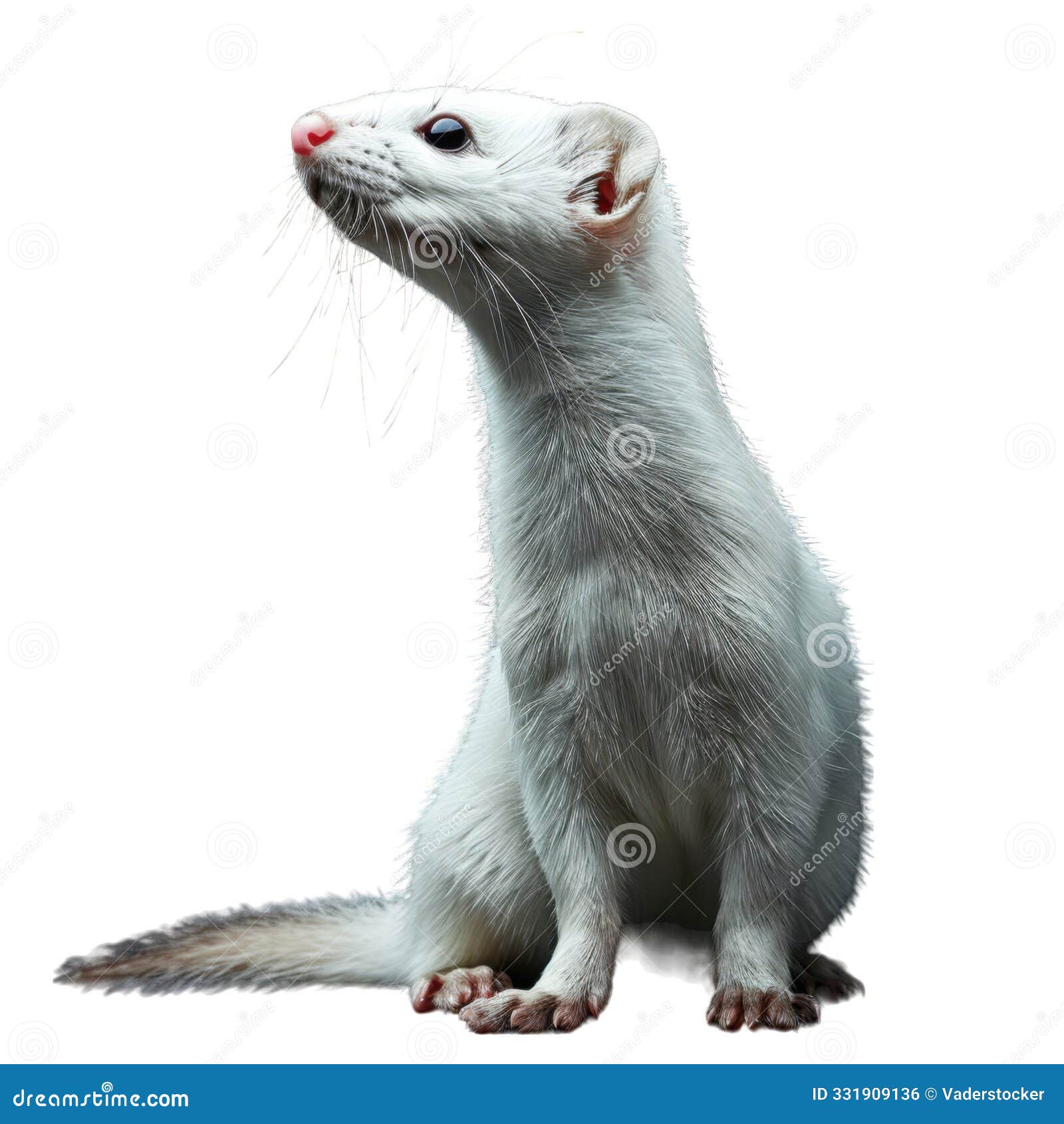 White Long-Tailed Weasel Sitting and Looking Up Stock Illustration ...