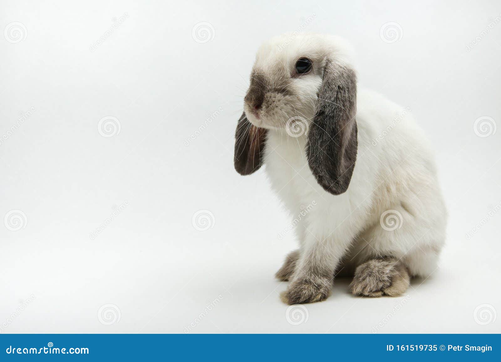 White Mini Lop Rabbit