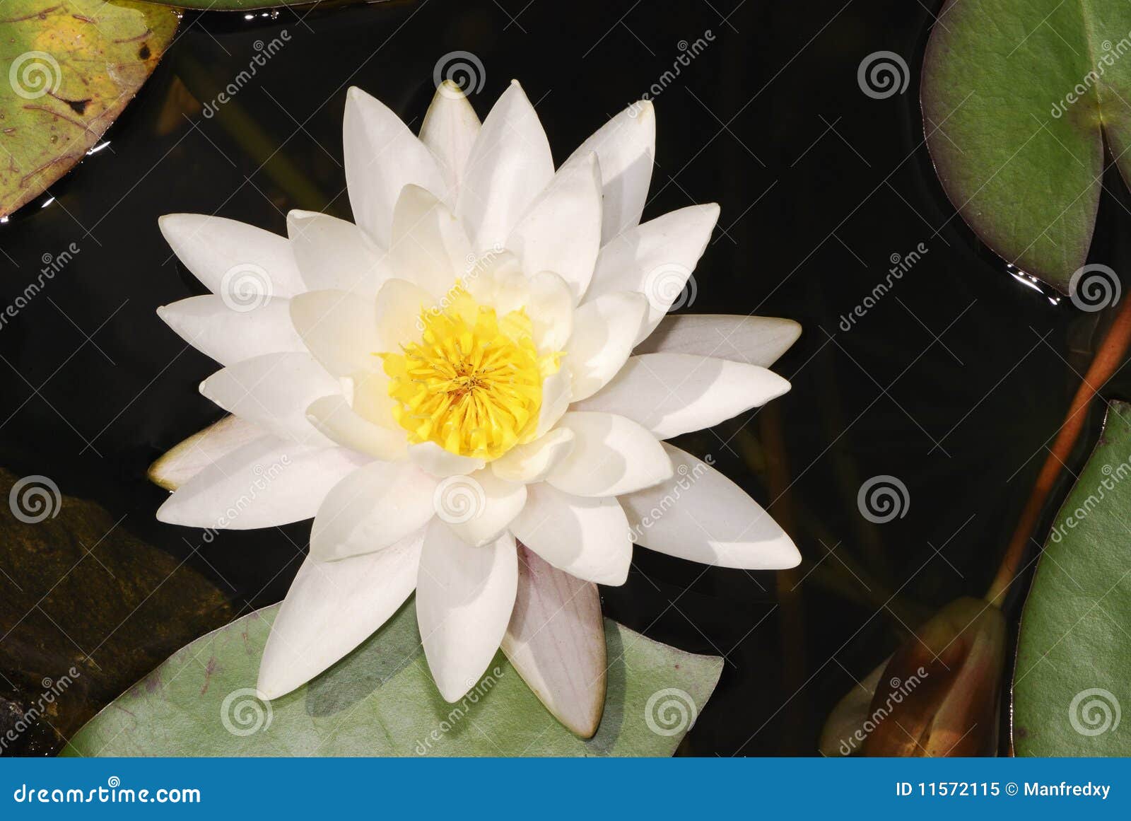 White lotus stock image. Image of leaves, blossom, nature - 11572115