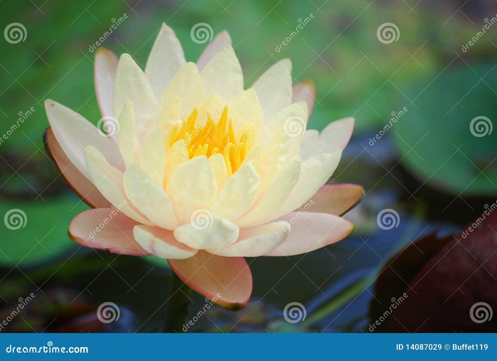 White lotus stock image. Image of sacred, lake, leaf - 14087029