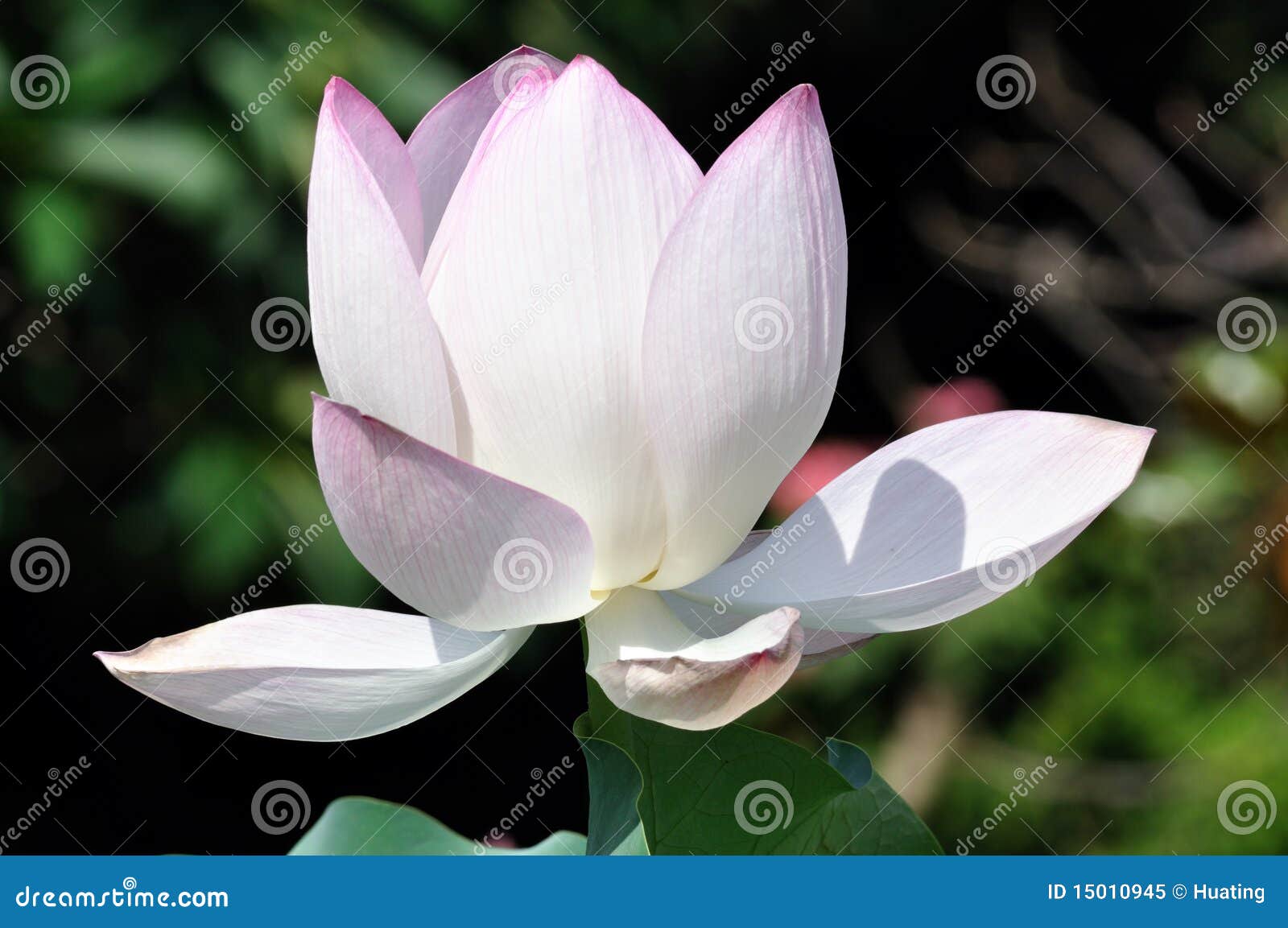 White lotus stock image. Image of lotus, landscape, effloresce - 15010945