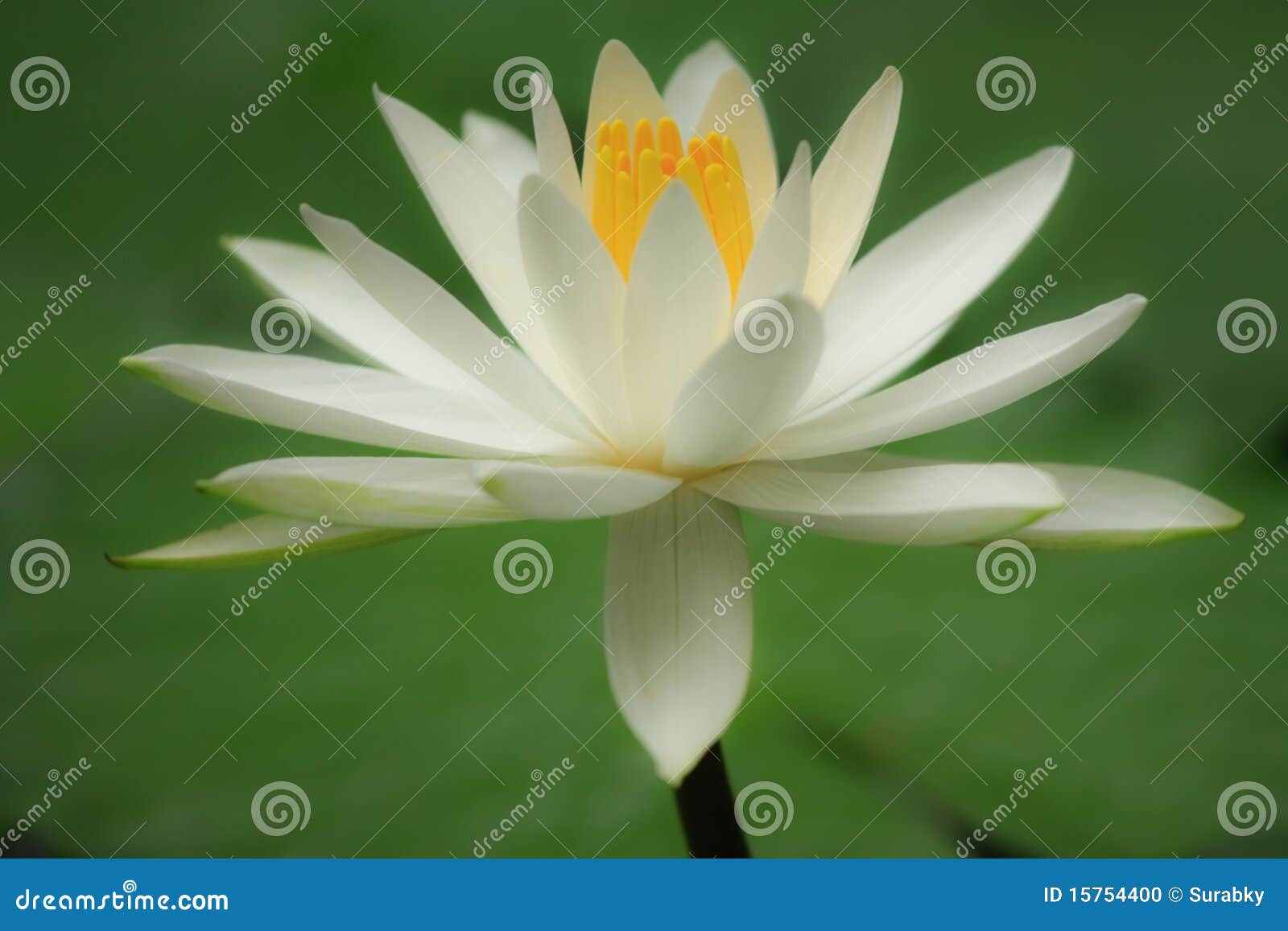 White lotus stock photo. Image of exotic, leaf, environment - 15754400