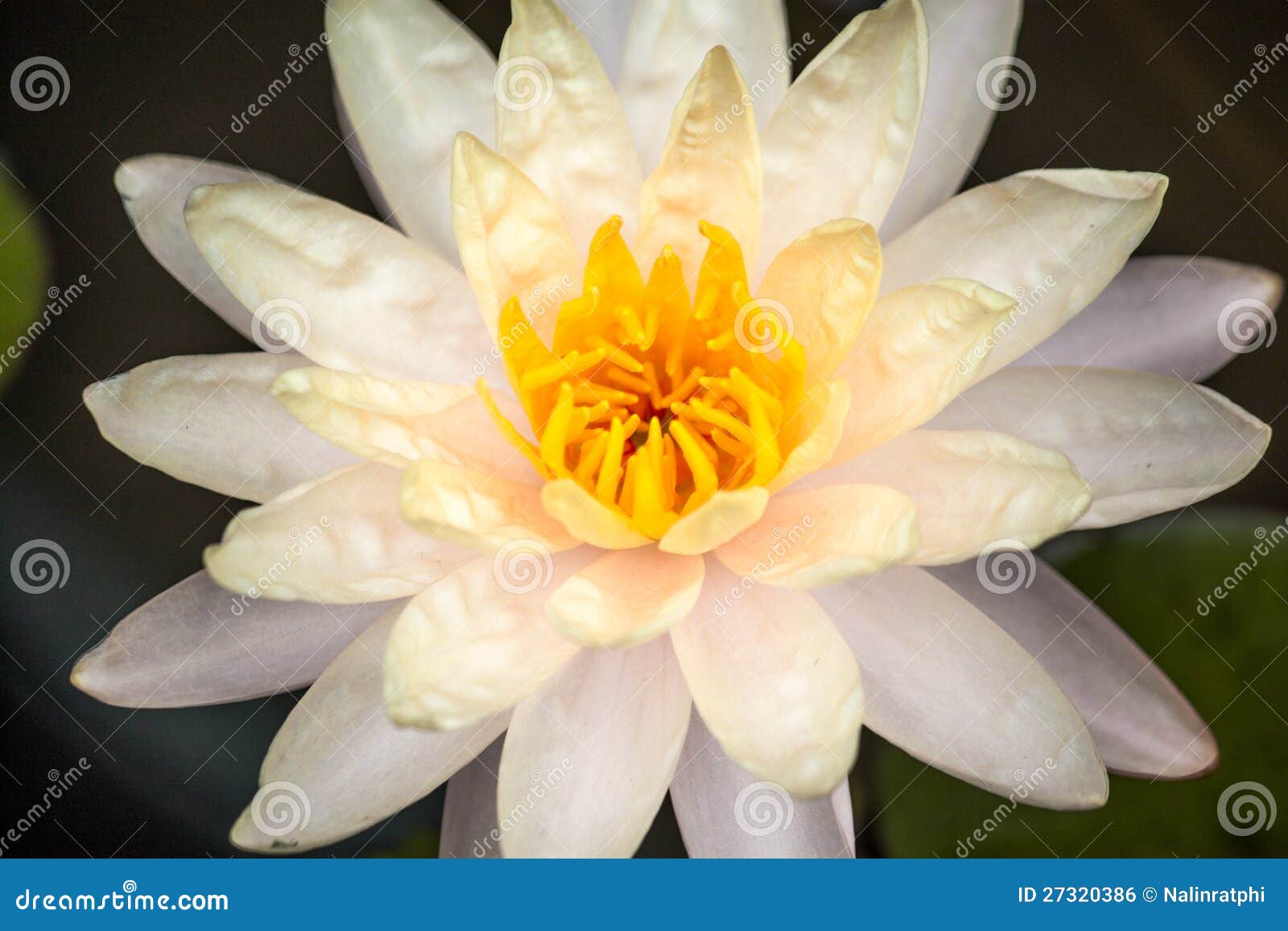 White Lotus stock photo. Image of pure, delightful, clear - 27320386