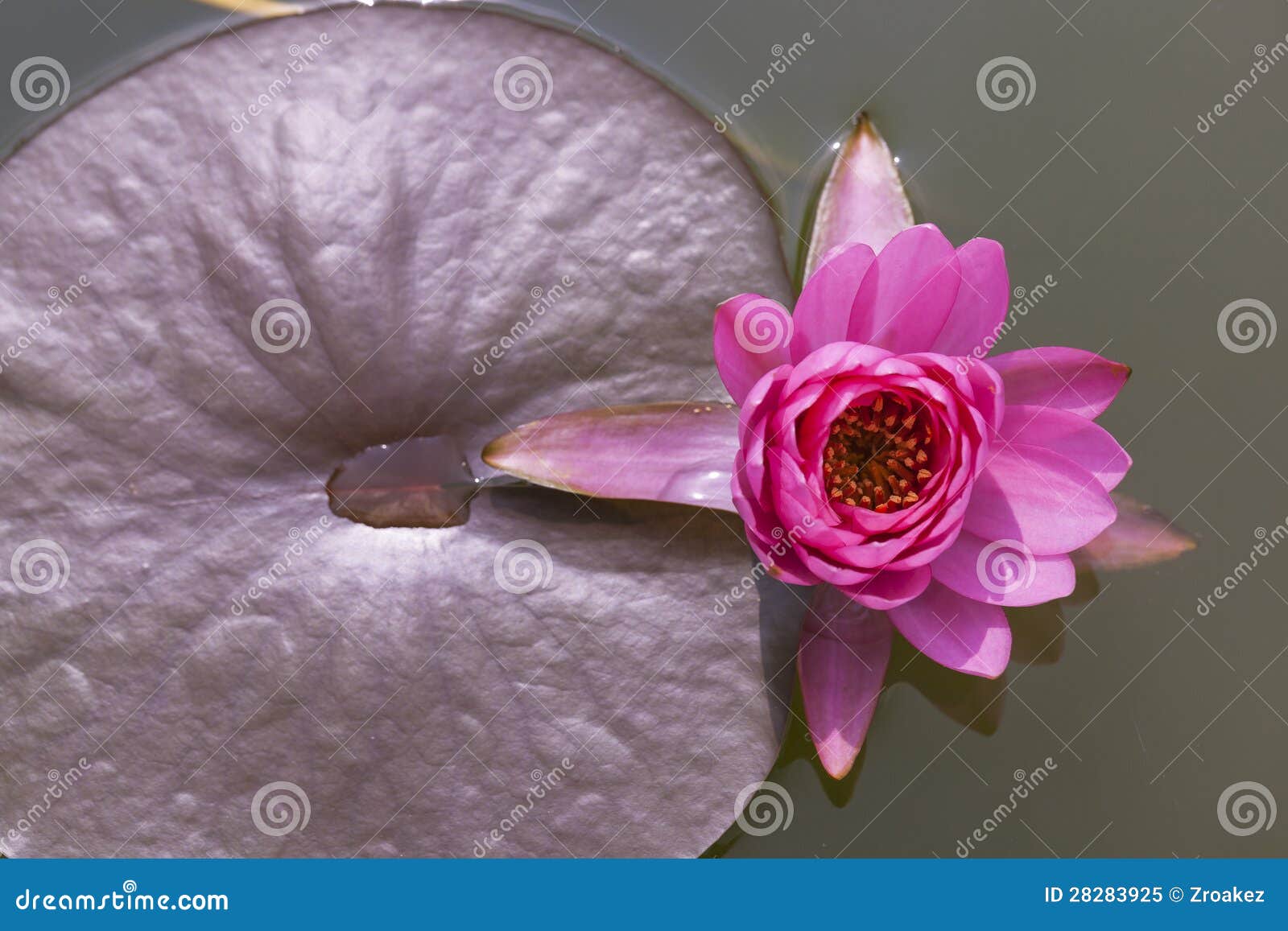 White lotus stock image. Image of elegance, flower, inside - 28283925