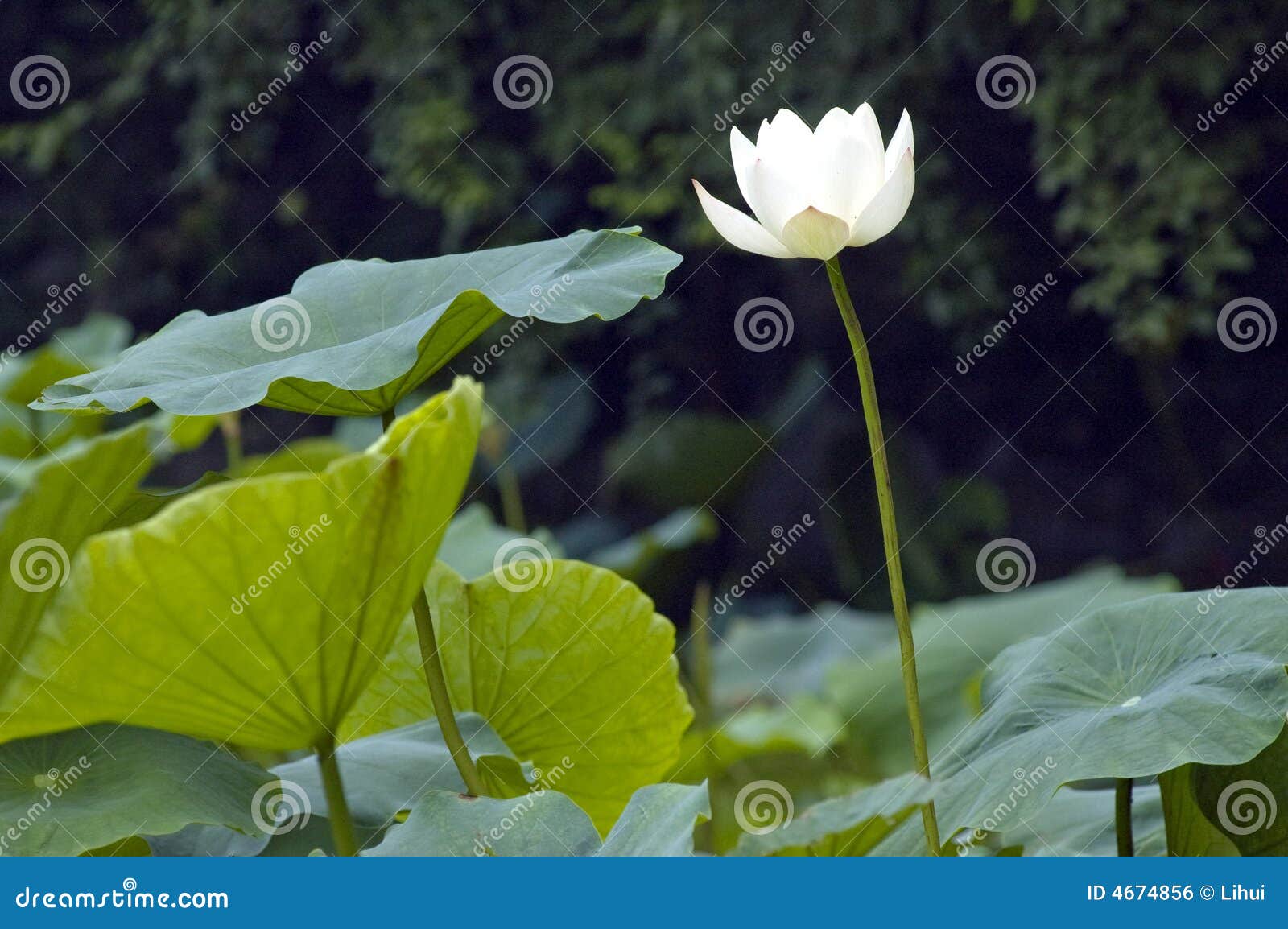 White lotus stock photo. Image of china, purity, isolate - 4674856