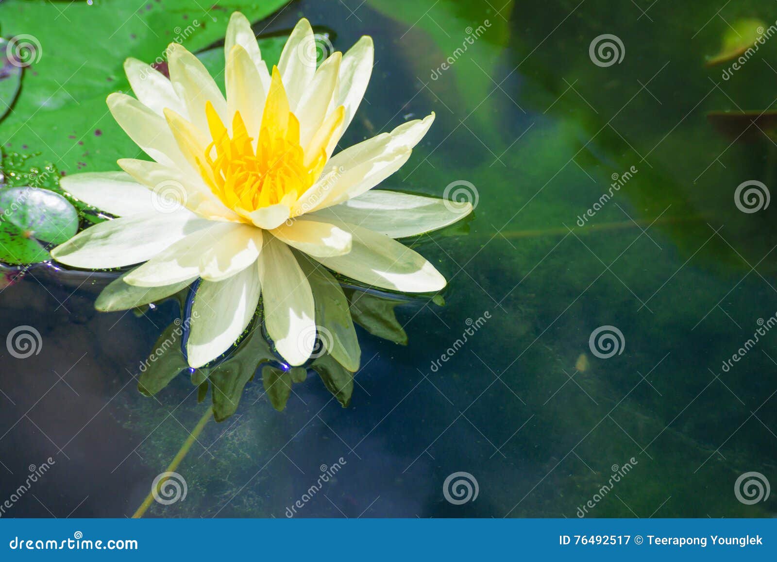 Lotus Bath, Polonnaruwa, Sri Lanka Royalty-Free Stock Photo ...