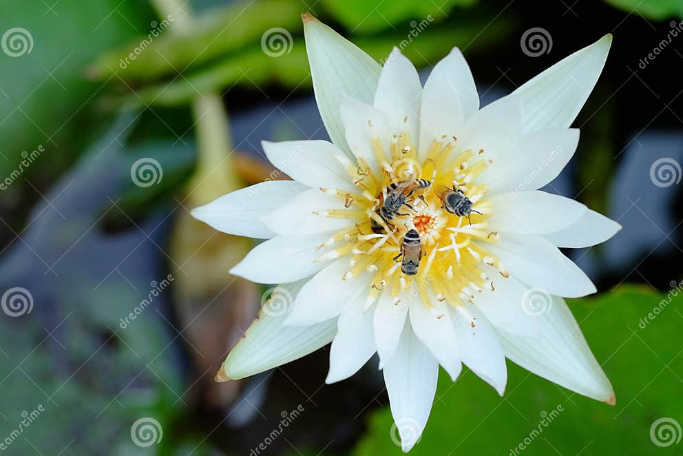 White lotus and bee stock image. Image of honeybee, insect - 36532975