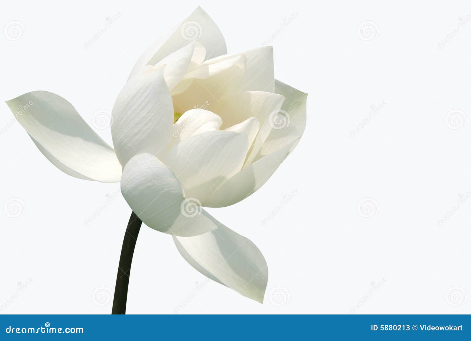 White Lotus Flower At Lotus Pond Stock Image | CartoonDealer.com #165563533