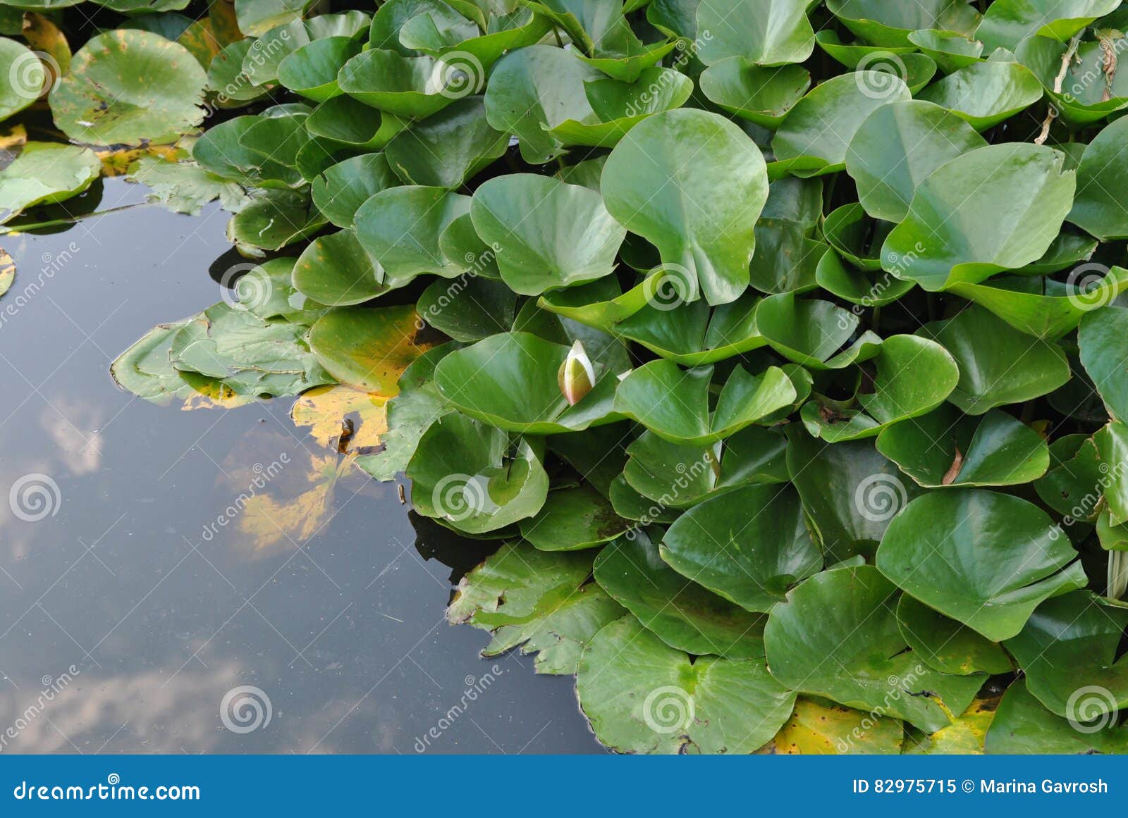 White Lotus Bud On The Background Of Green Lotus Leaf Royalty-Free ...