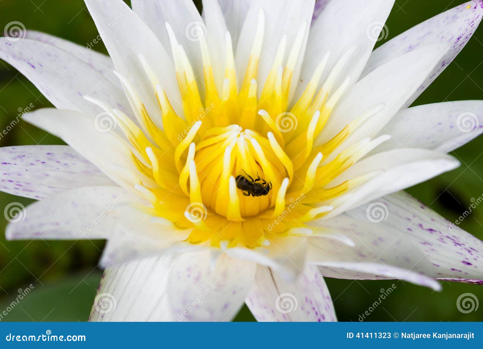 White Lotus Bug Stock Images - 296 Photos