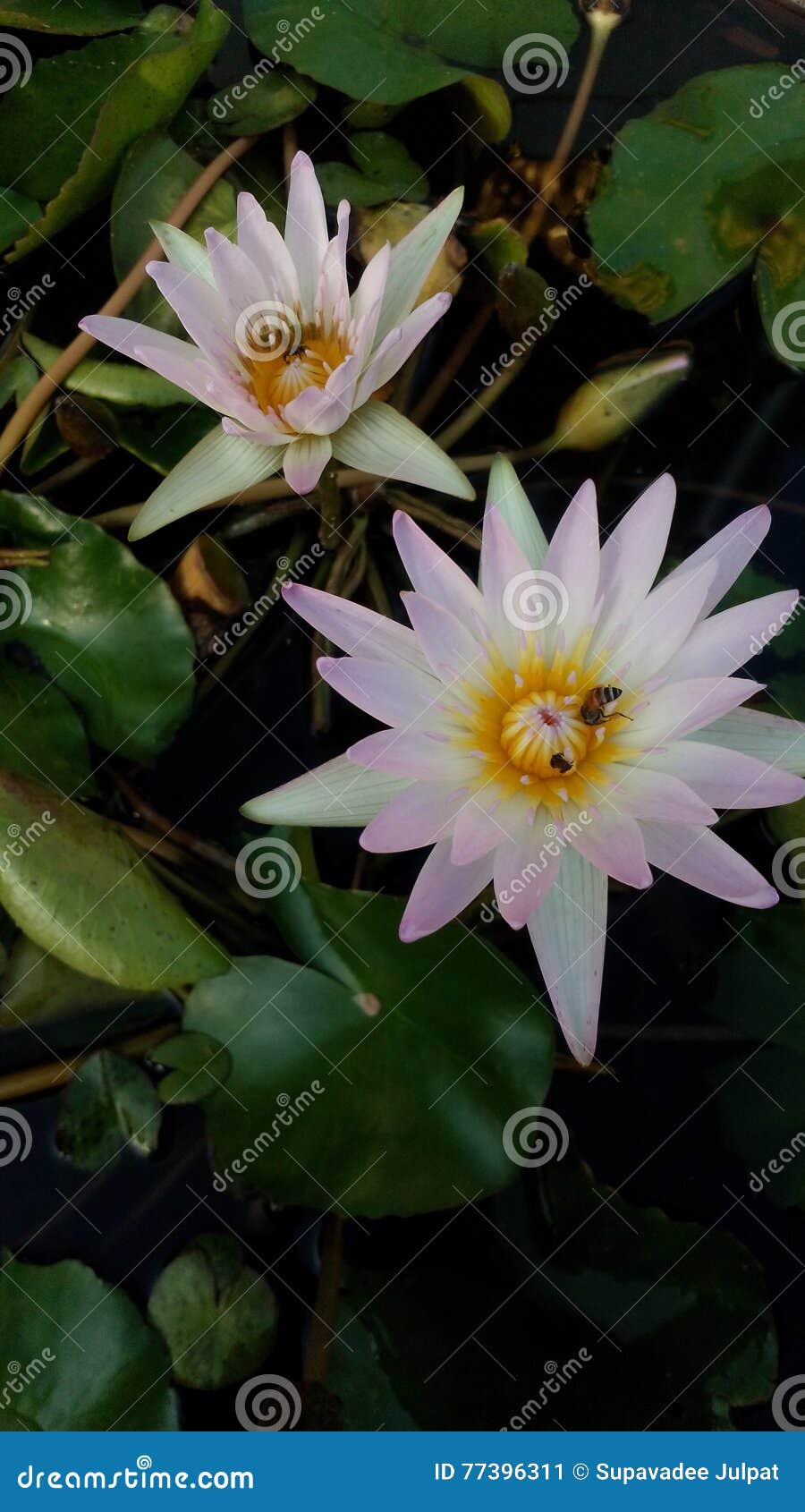 White lotus (2) stock image. Image of floral, flower - 77396311