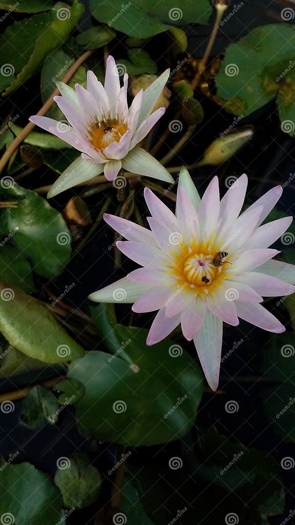 White lotus (2) stock image. Image of floral, flower - 77396311