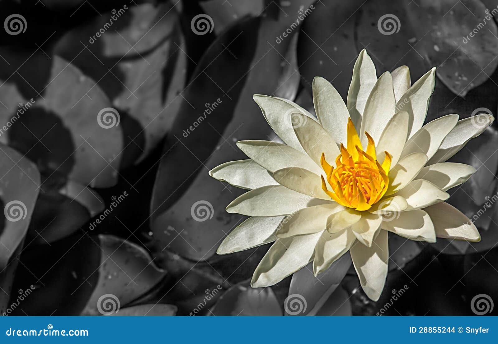 White lotus close up stock photo. Image of garden, black - 28855244
