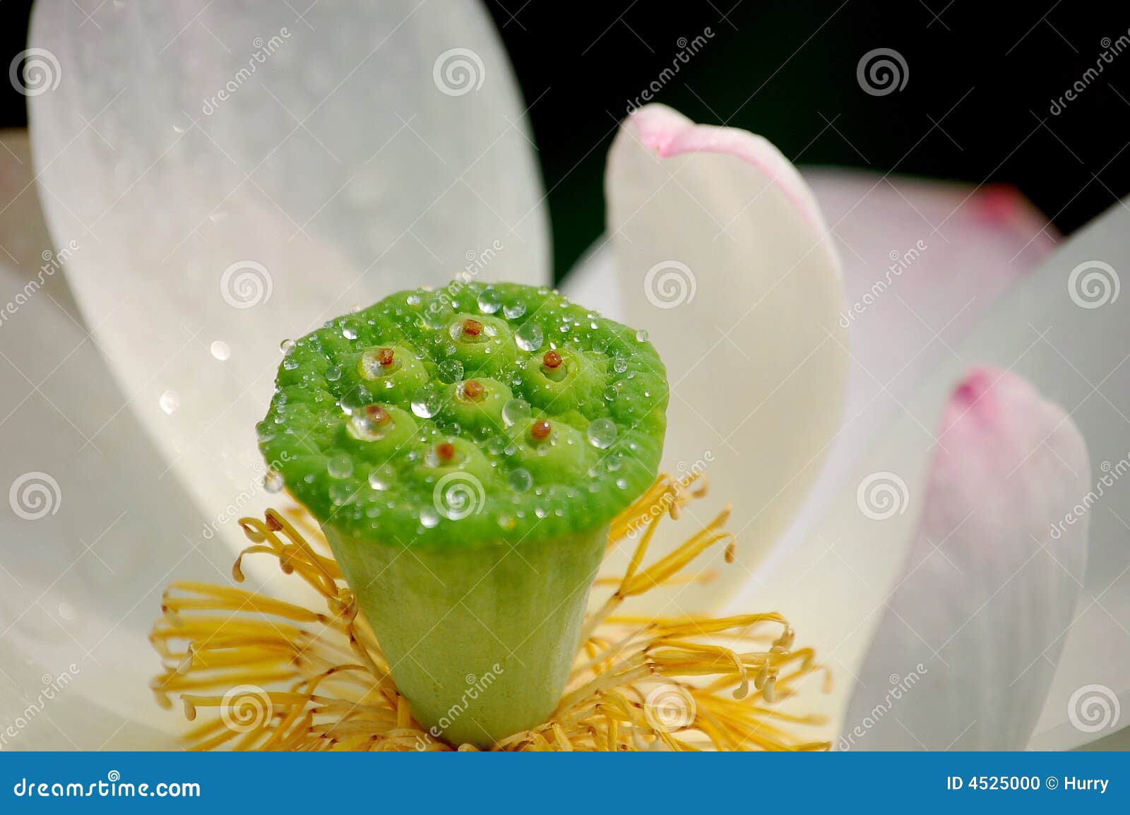 White lotus, close up stock photo. Image of nature, white - 4525000