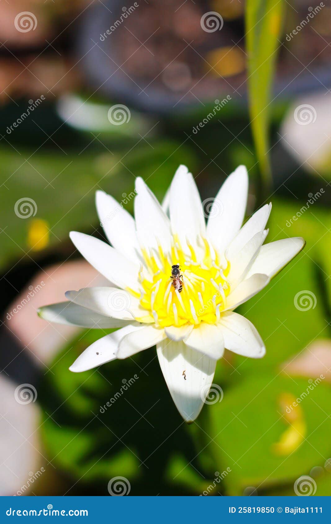 White lotus flower stock photo. Image of pretty, gentle - 25819850