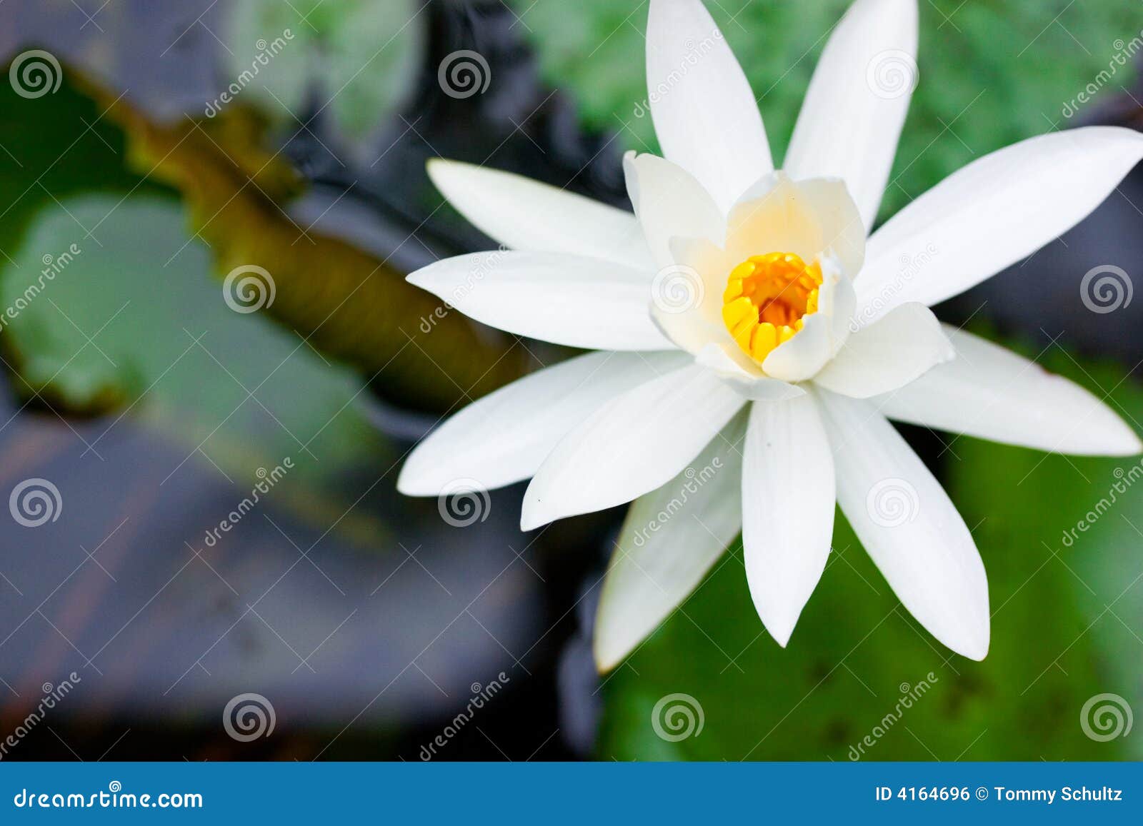 White lotus flower in Asia stock photo. Image of overseas - 4164696
