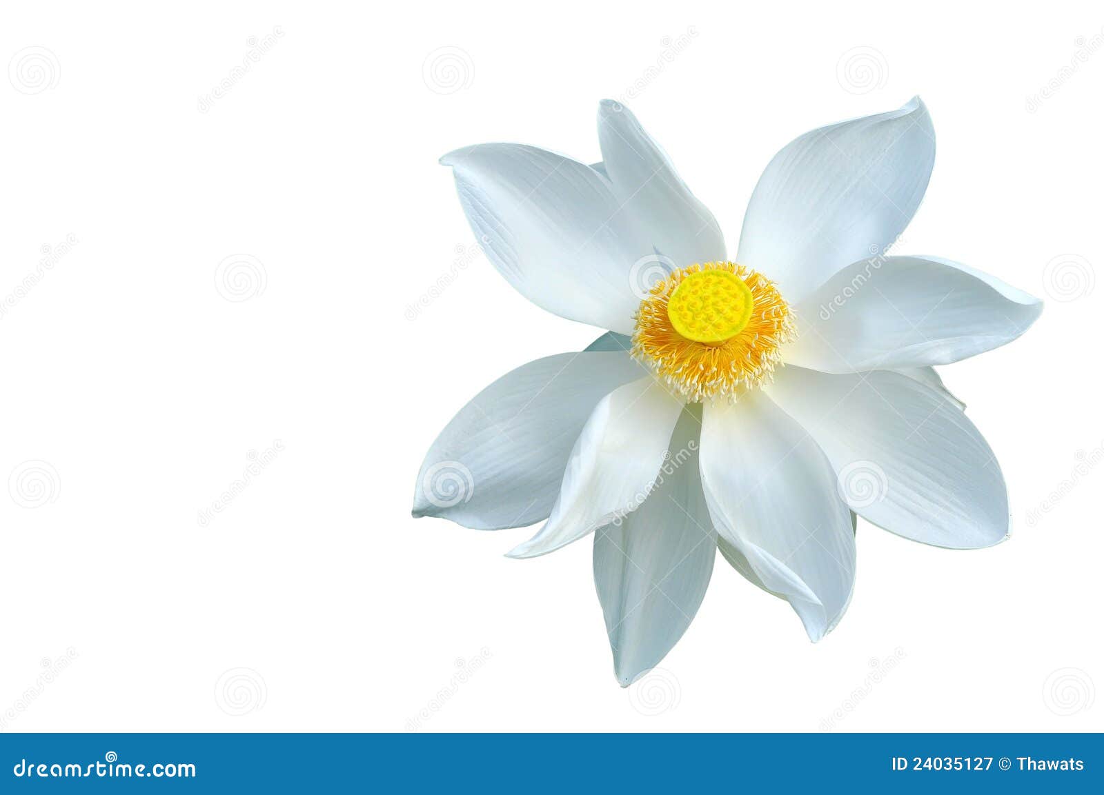 White Lotus Flower Isolated Stock Image - Image of buddhism, egypt ...