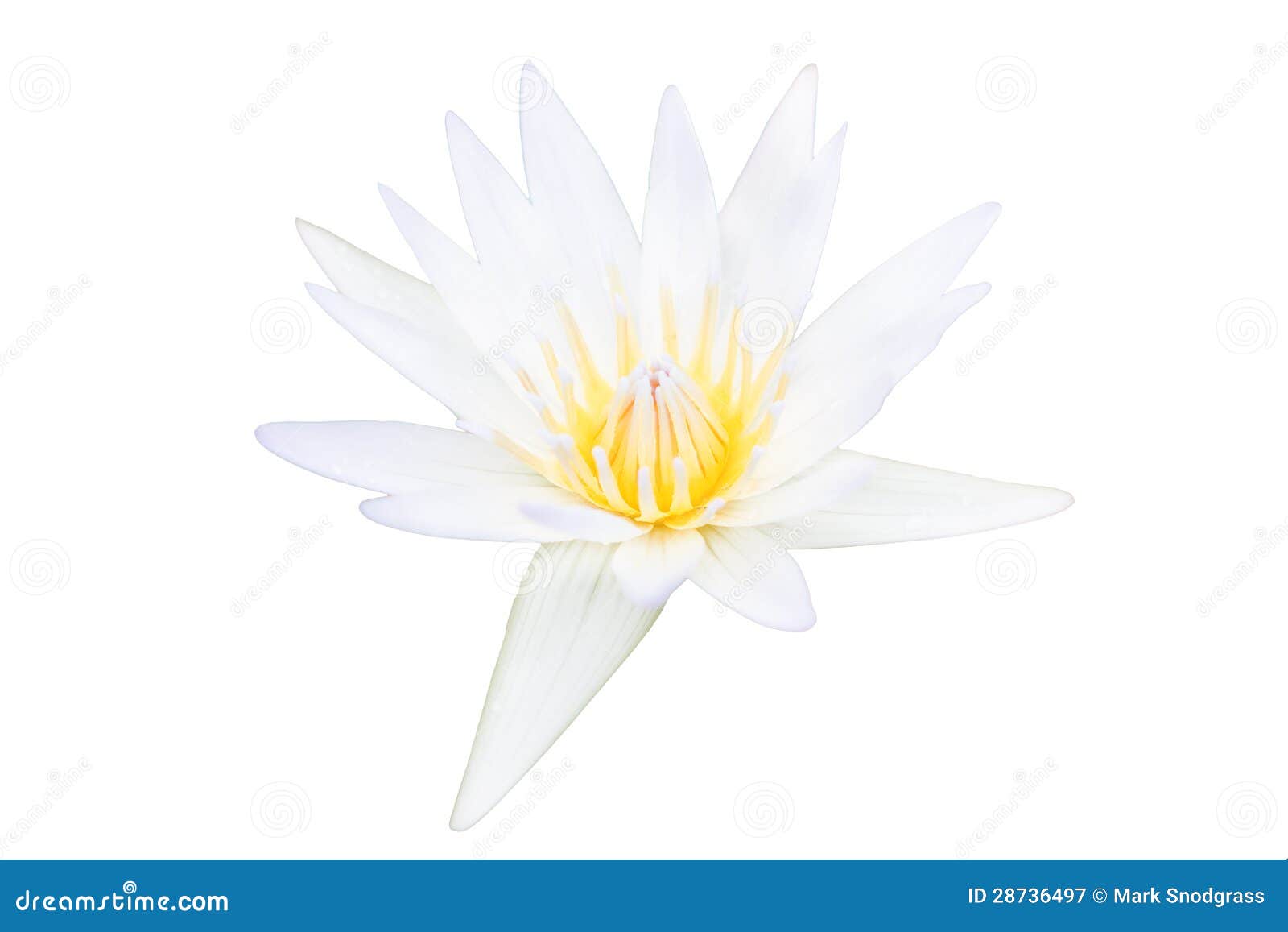 White Lotus Flower Isolated Stock Image - Image of fleur, pale: 28736497