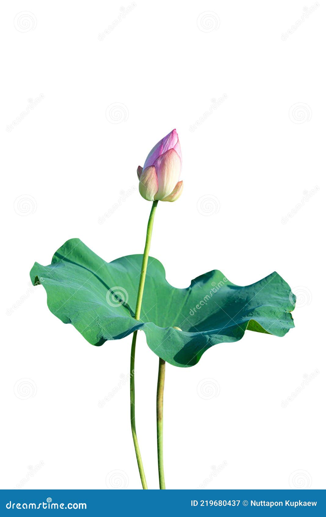 White Lotus Flower and Leaf Isolated Stock Image - Image of flower ...