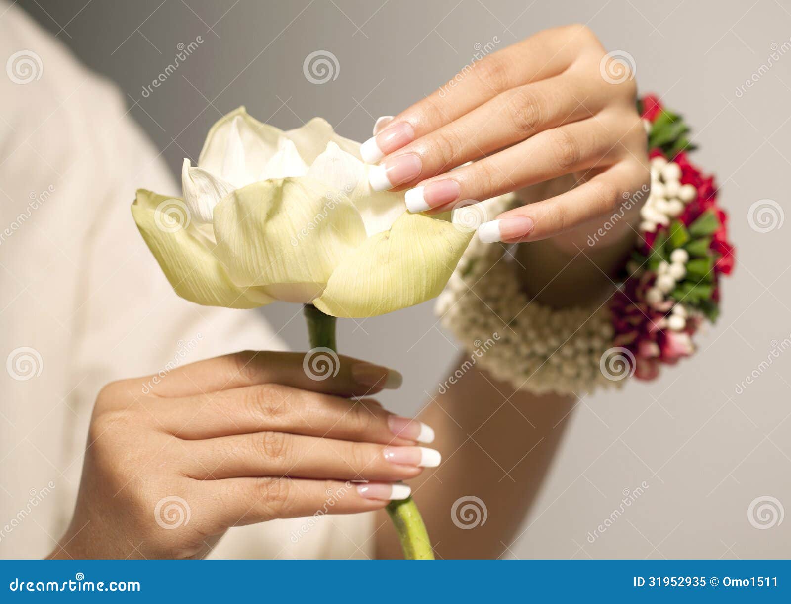 White lotus flower stock image. Image of white, type - 31952935