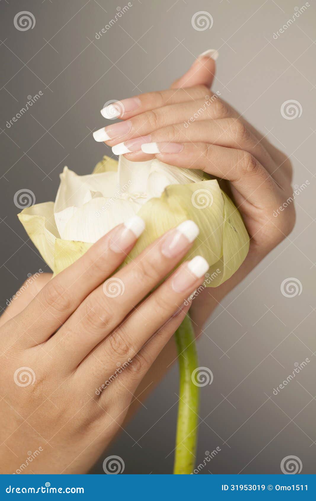 White lotus flower stock image. Image of clematis, nail - 31953019