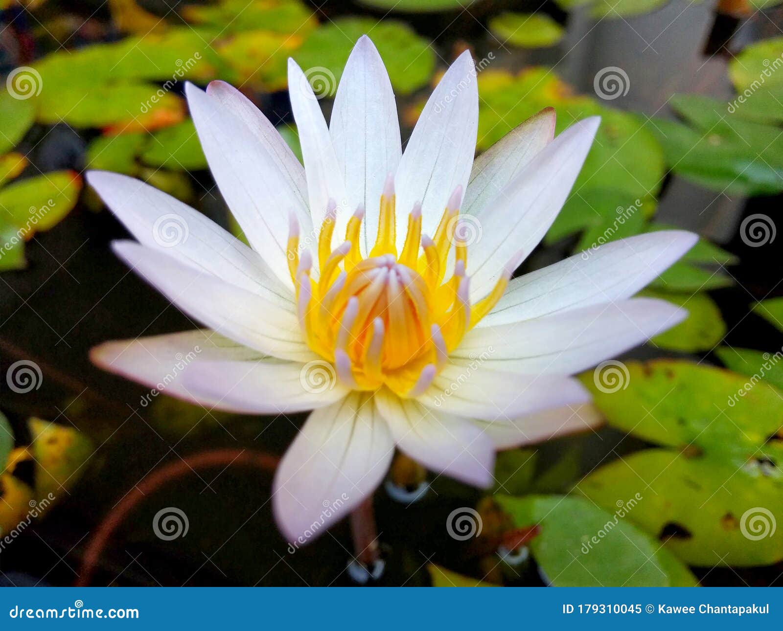 White Lotus Flower in the Pool Dark Background Stock Image - Image of ...