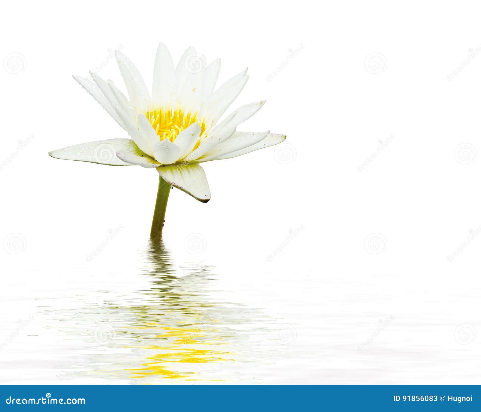 195 Curve Lotus Flower Stock Photos - Free & Royalty-Free Stock Photos ...