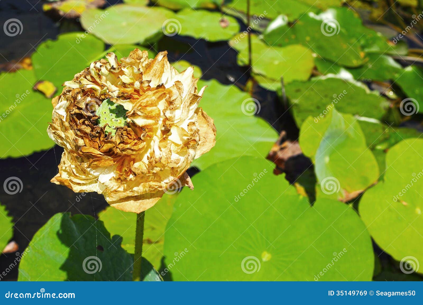 White Lotus Flower Rot in Nature. Stock Image - Image of nature ...