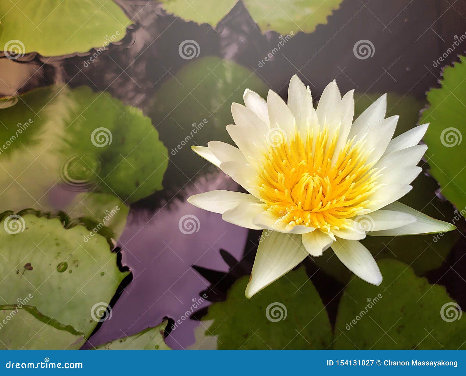 White Lotus Flower with Yellow Pollen Stock Image - Image of outdoor ...