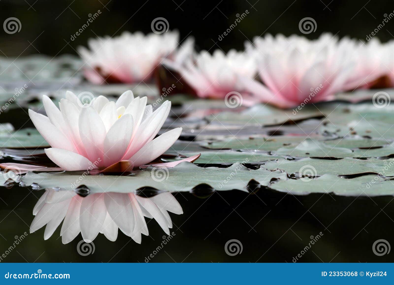 Two Lotus Flowers Stock Photography | CartoonDealer.com #32812556