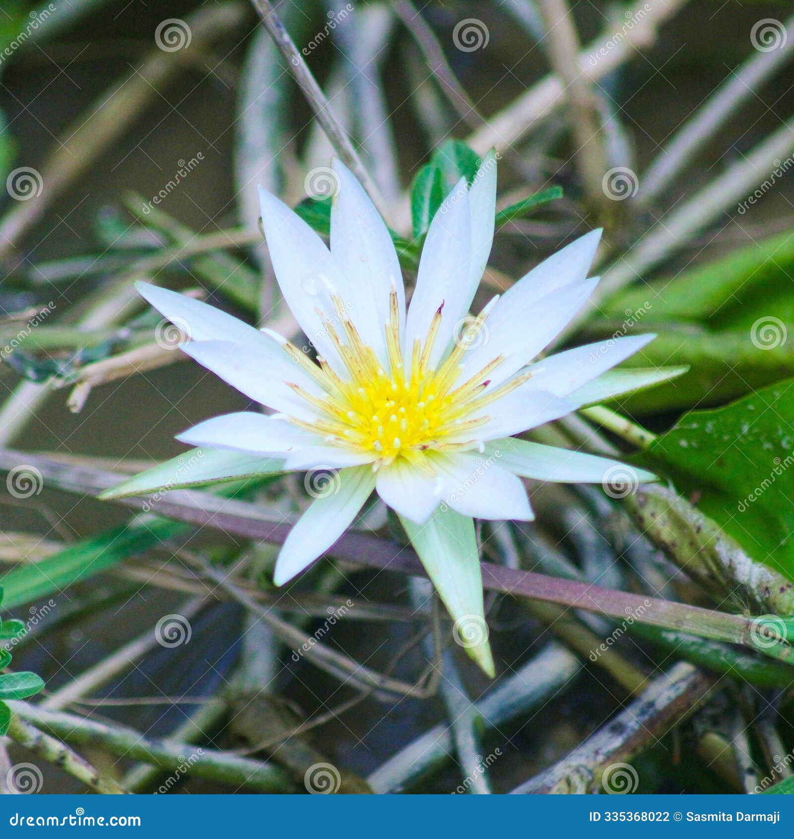 White Lotus Flowers in the Middle of the Swamp Stock Photo - Image of ...