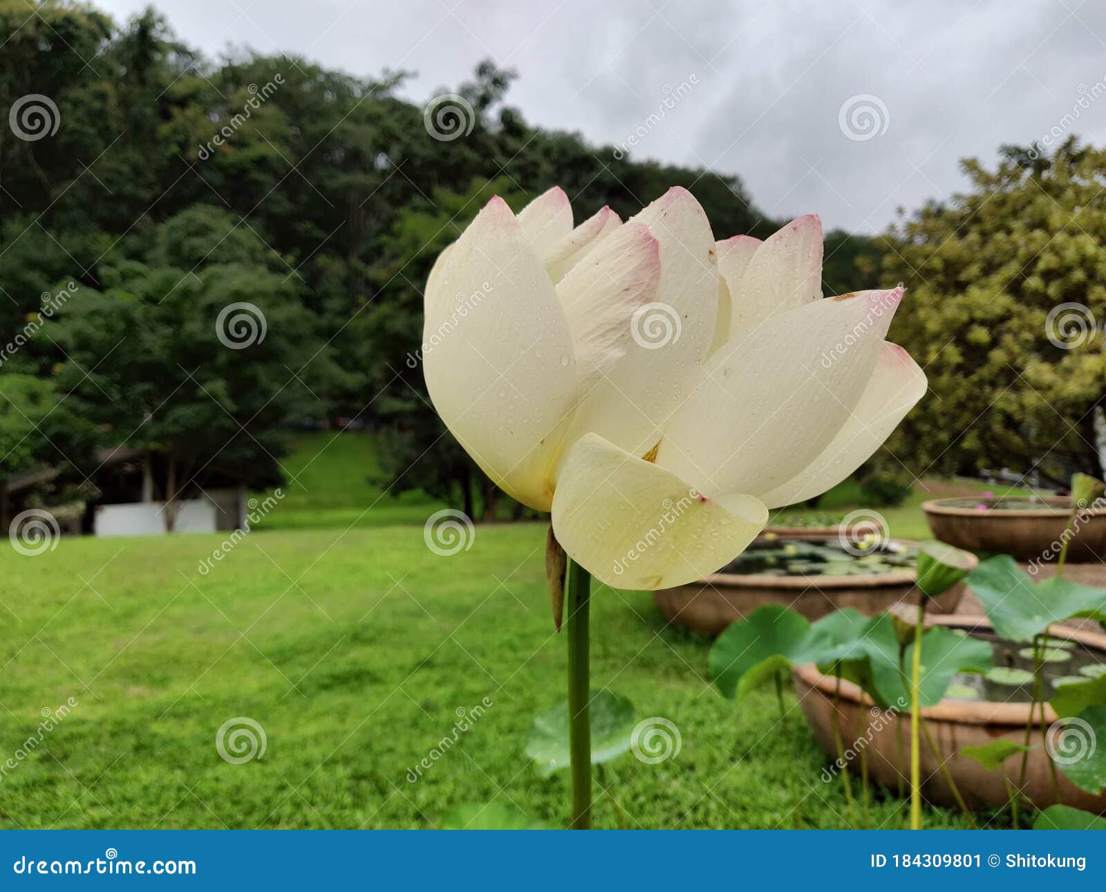 White Lotus in Garden Thailand Natural Stock Image - Image of white ...