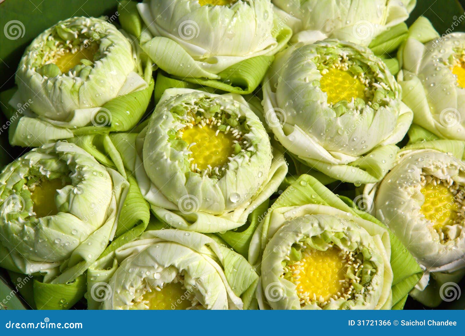 White lotus stock photo. Image of beautiful, leaf, colorful - 31721366