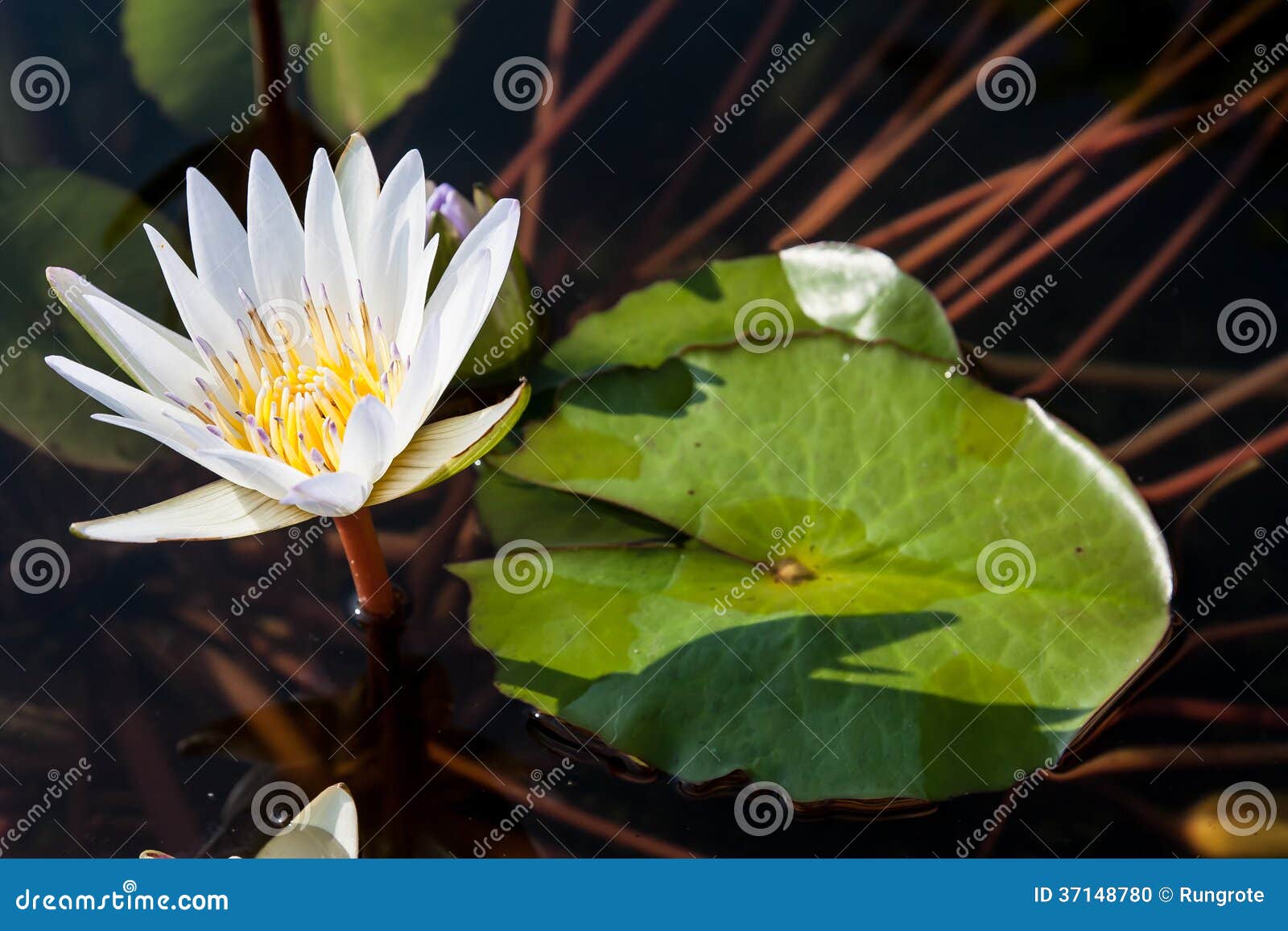 White Lotus and Group of Leaf Stock Photo - Image of season, lotus ...