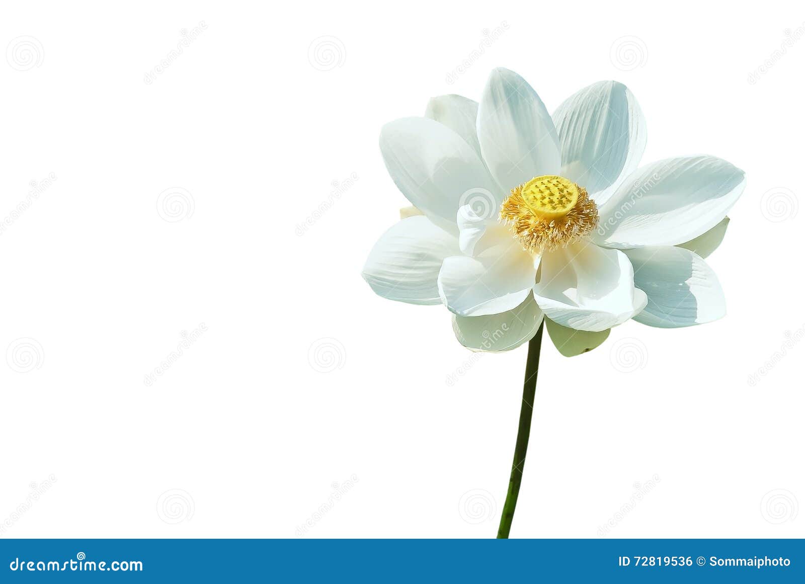 White lotus stock photo. Image of daylight, closeup, branch - 72819536