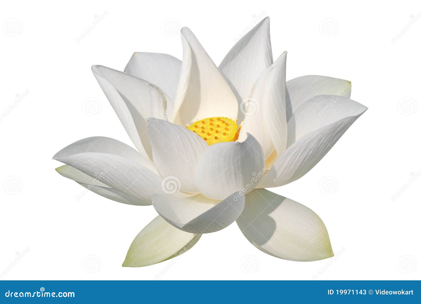 White Lotus Flower At Lotus Pond Stock Image | CartoonDealer.com #165563533