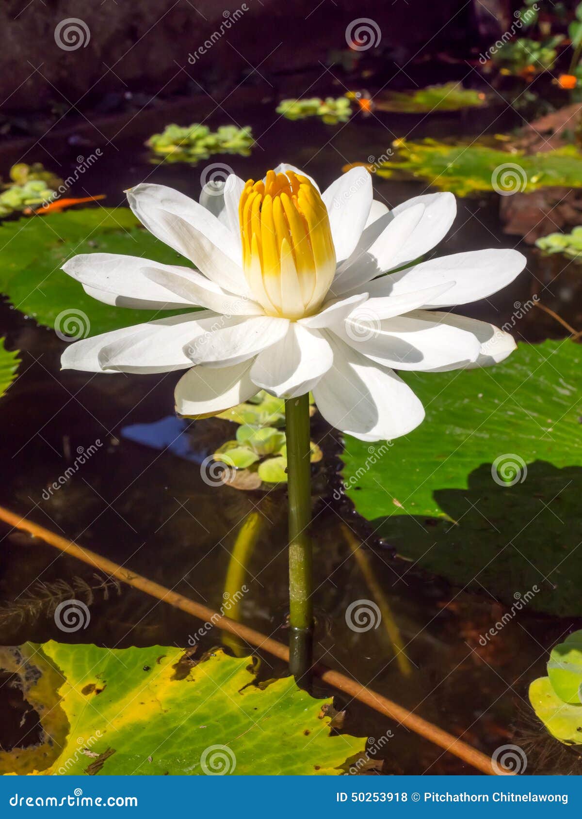 White Lotus Isolated on White Stock Photo - Image of yellow, pollen ...