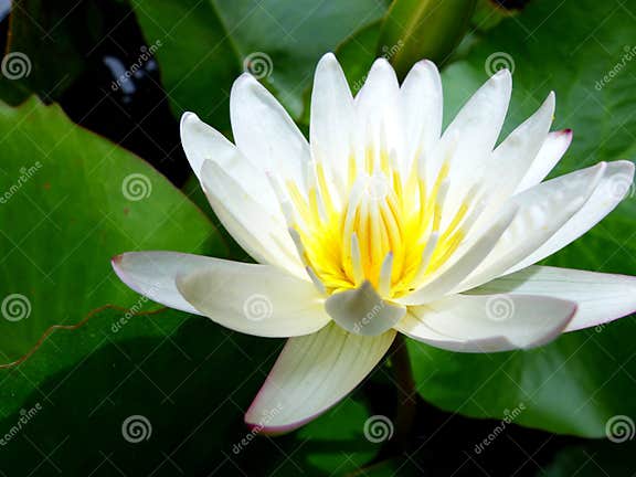 White lotus stock photo. Image of lotus, fish, yellow - 94756896
