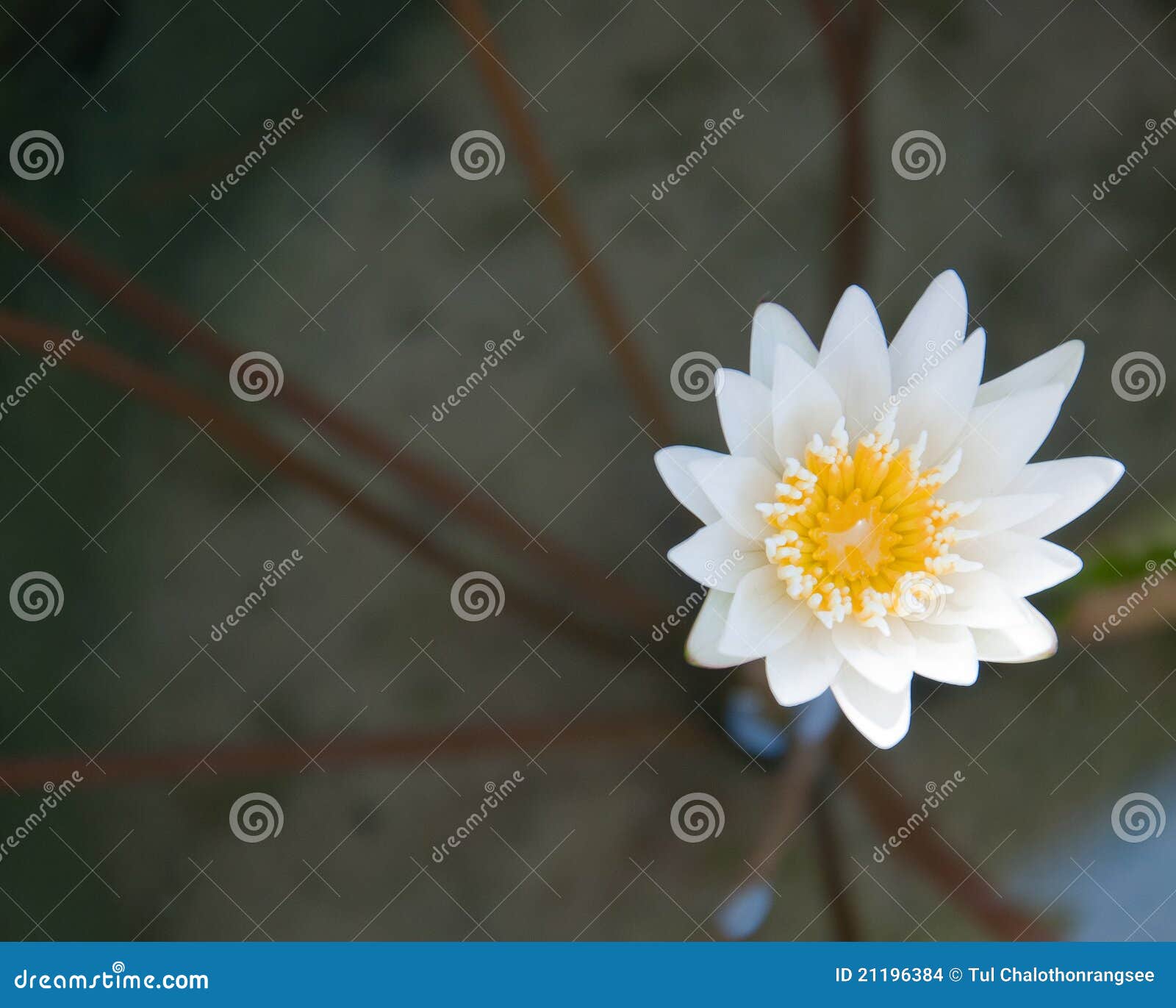 White lotus in the lake stock photo. Image of nature - 21196384