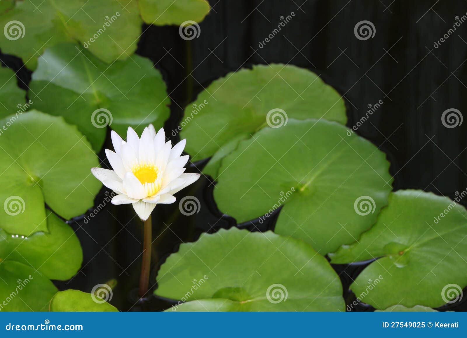 White lotus and leaf stock image. Image of religion, nature - 27549025