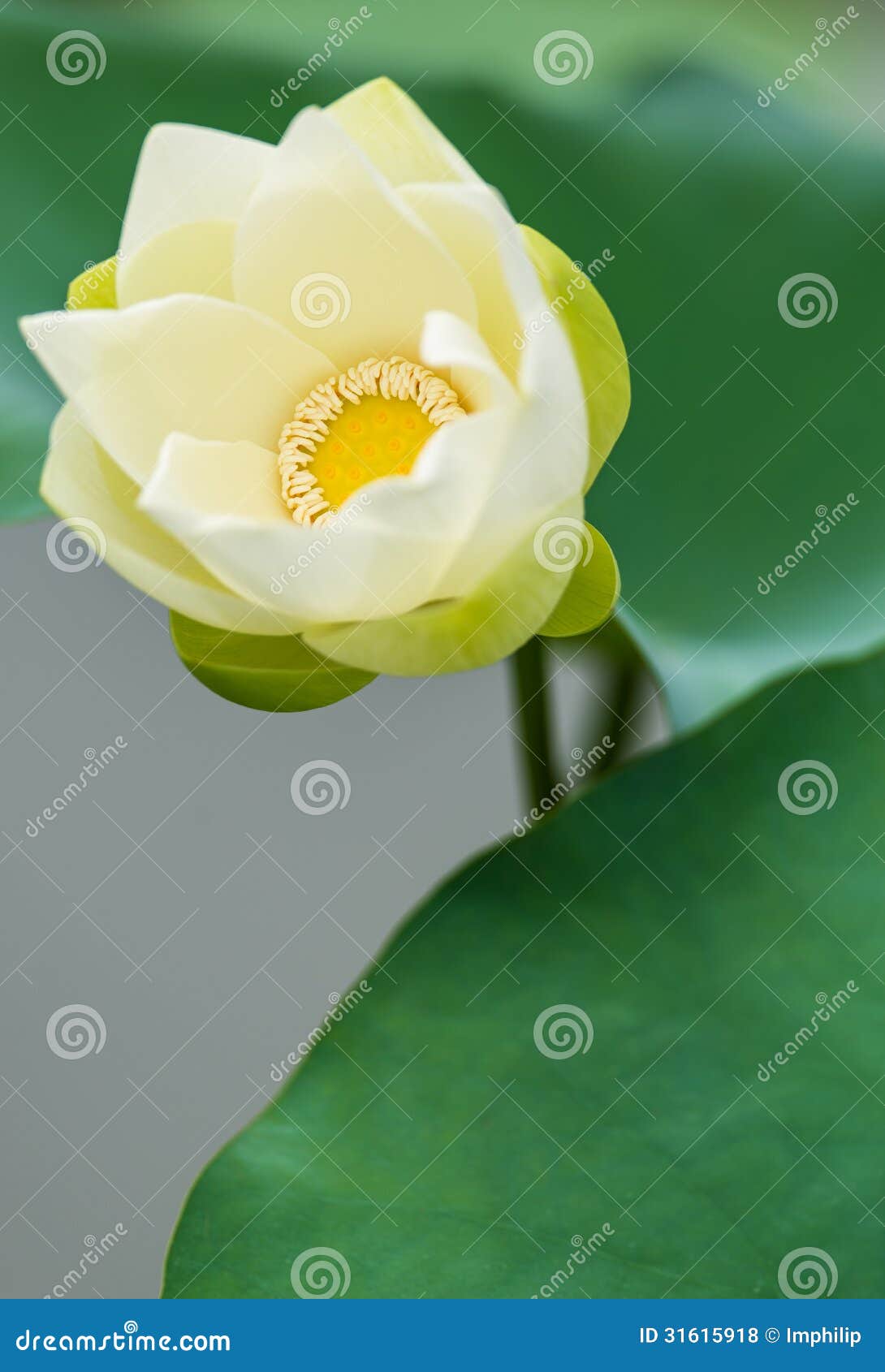 White lotus stock photo. Image of outdoor, flower, bloom - 31615918