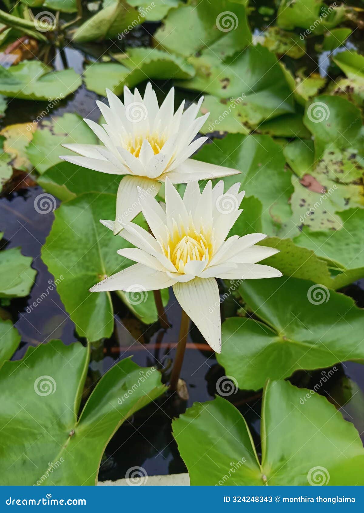 White Lotus with Leaf in Canal Stock Image - Image of petal, yellow ...