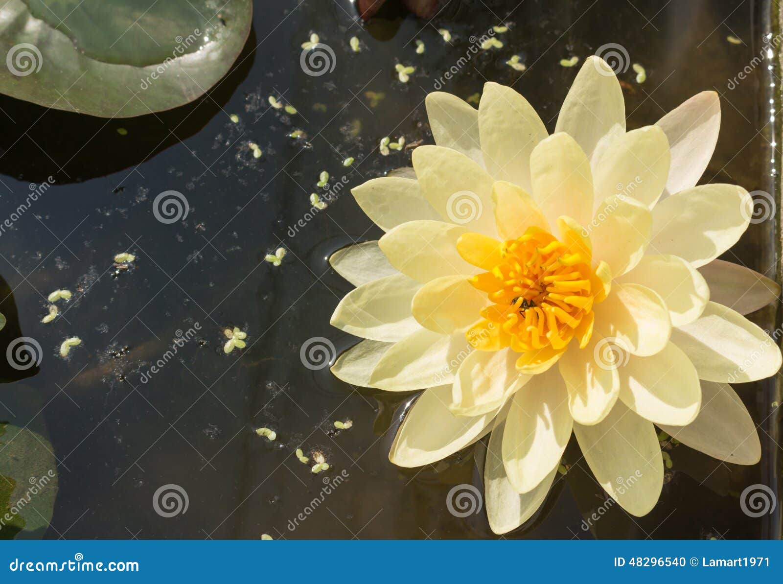 White lotus with the leaf stock photo. Image of carpel - 48296540