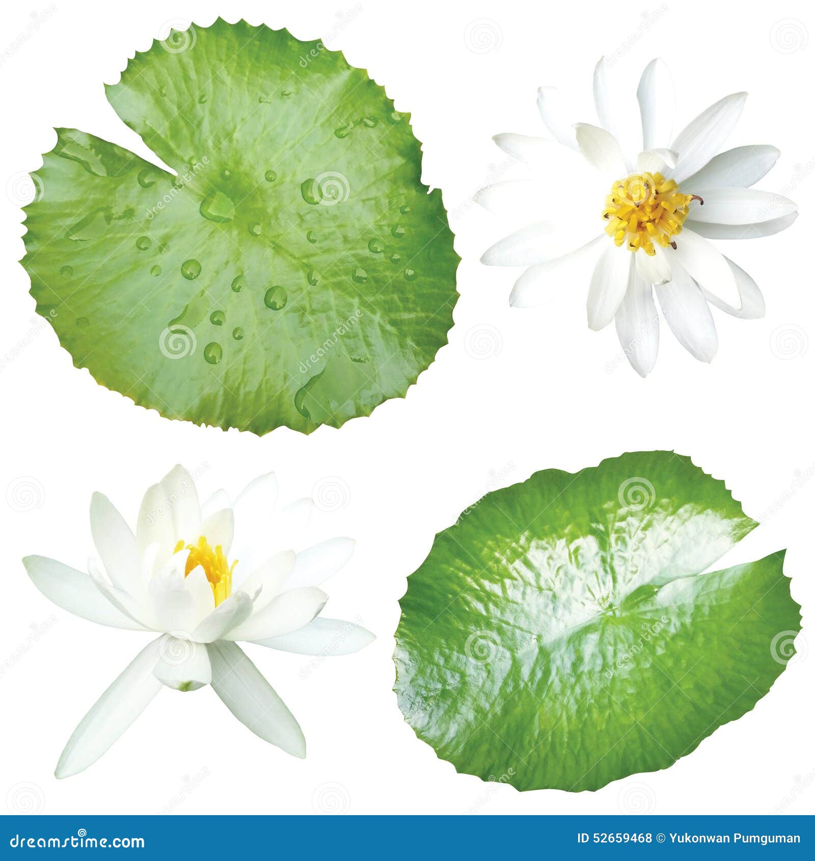 White Lotus and Leaves Isolated Stock Illustration - Illustration of ...